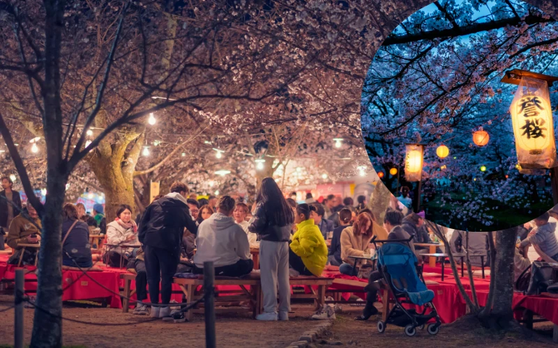 Why Japan’s Cherry Blossoms Depend on Perfect Weather Signals for Bloom